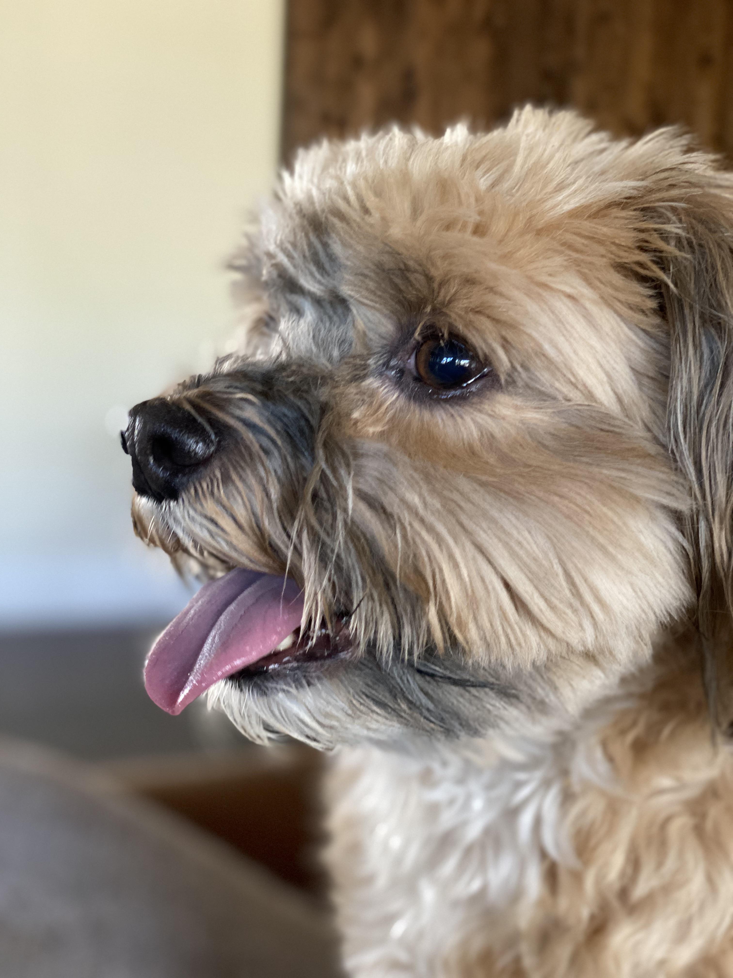 the best boy Max! | Scrolller