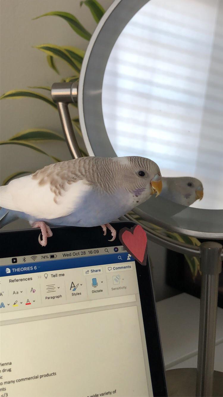 The best distraction :) | Scrolller