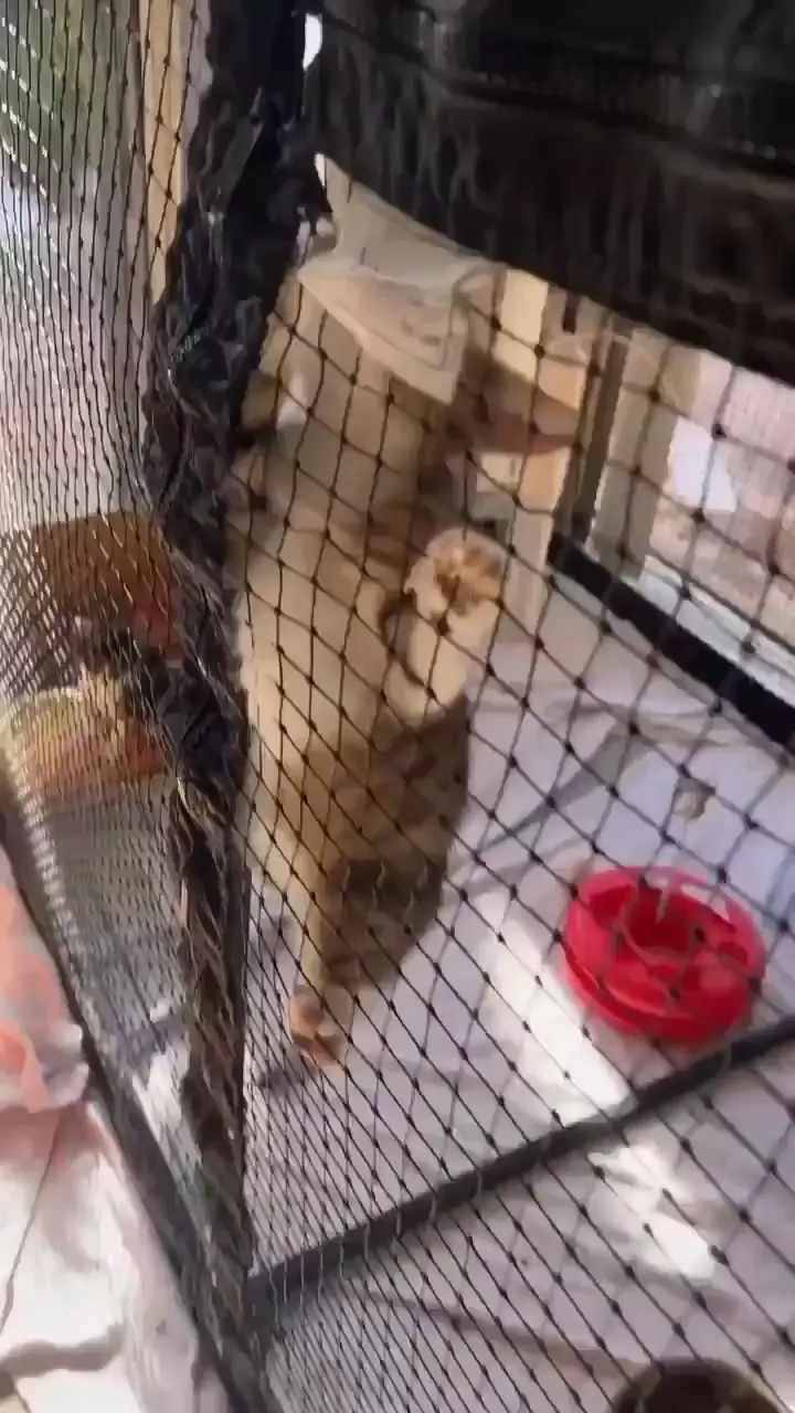 The best escape | Scrolller