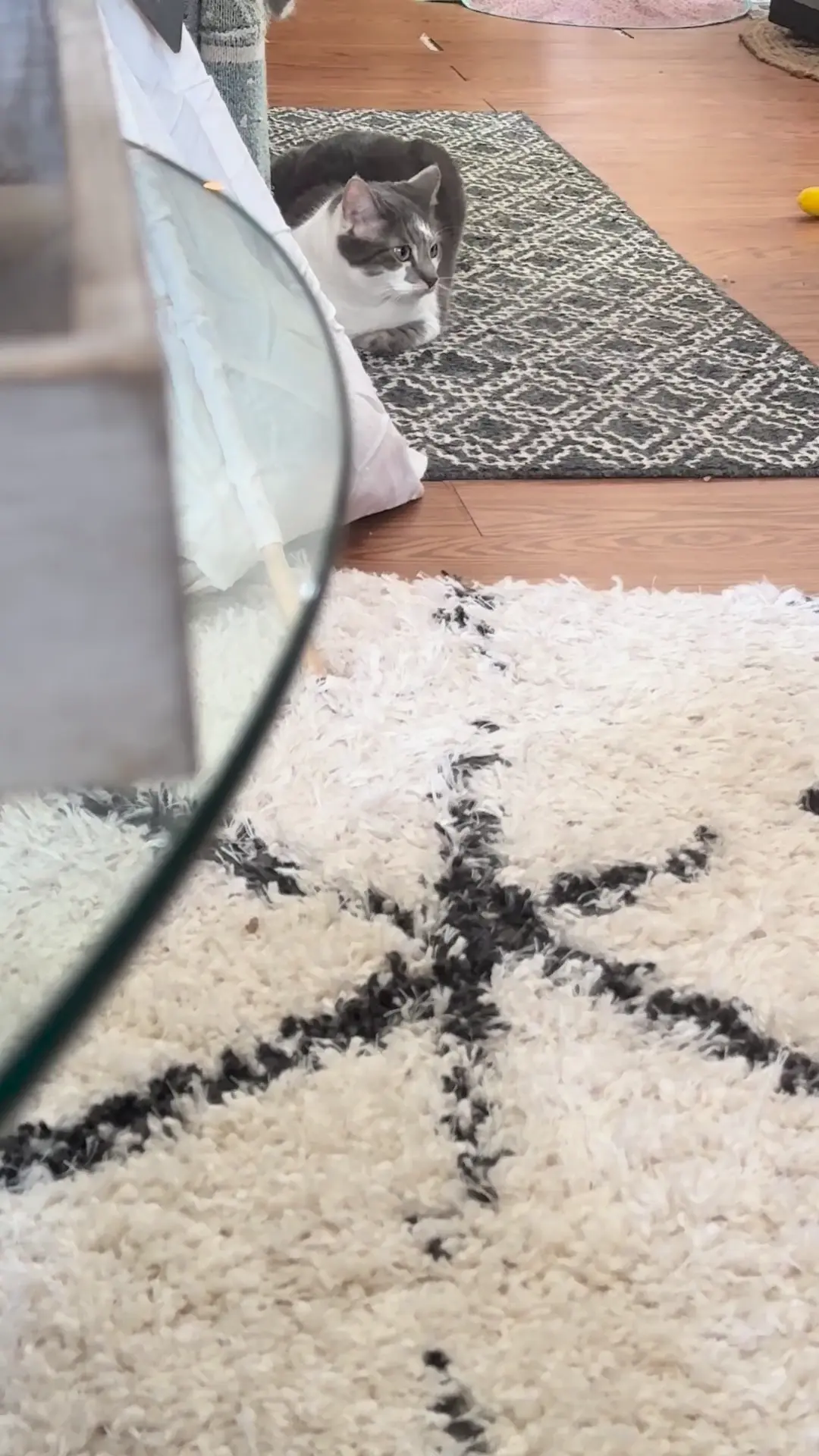 Discover more like Aww: The butt wiggle and Related Content | Scrolller