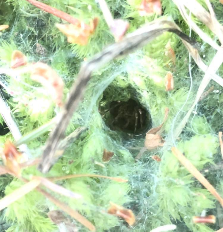 The butthole has appeared with a friend inside... | Scrolller