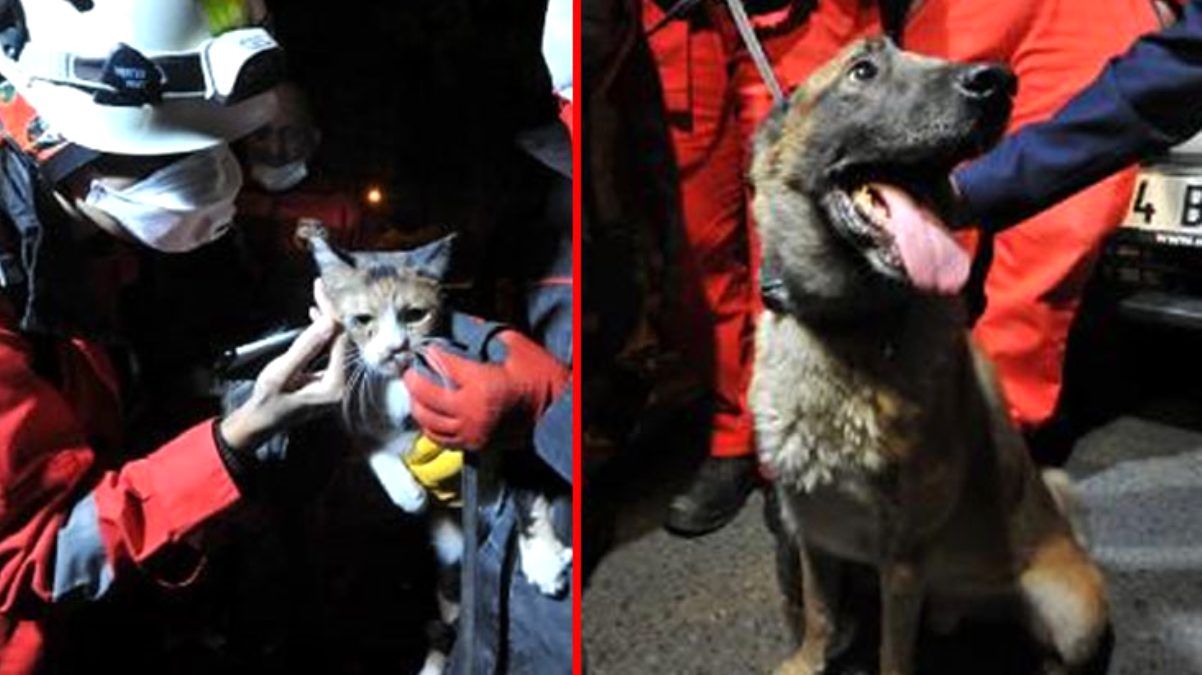 The cat rescued by the K-9 dog named Bob in the Izmir earthquake. | Scrolller