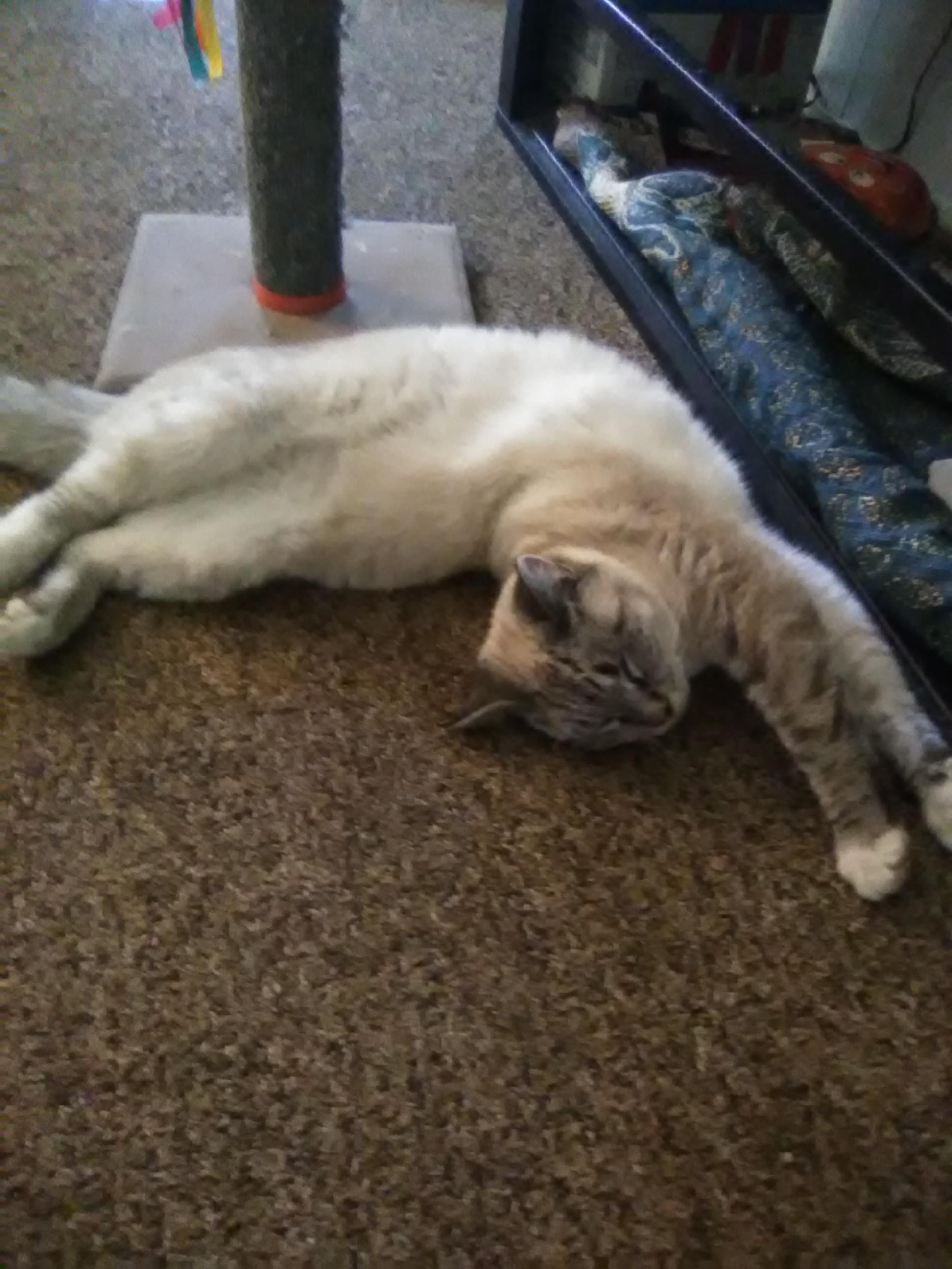 The Contortionist | Scrolller