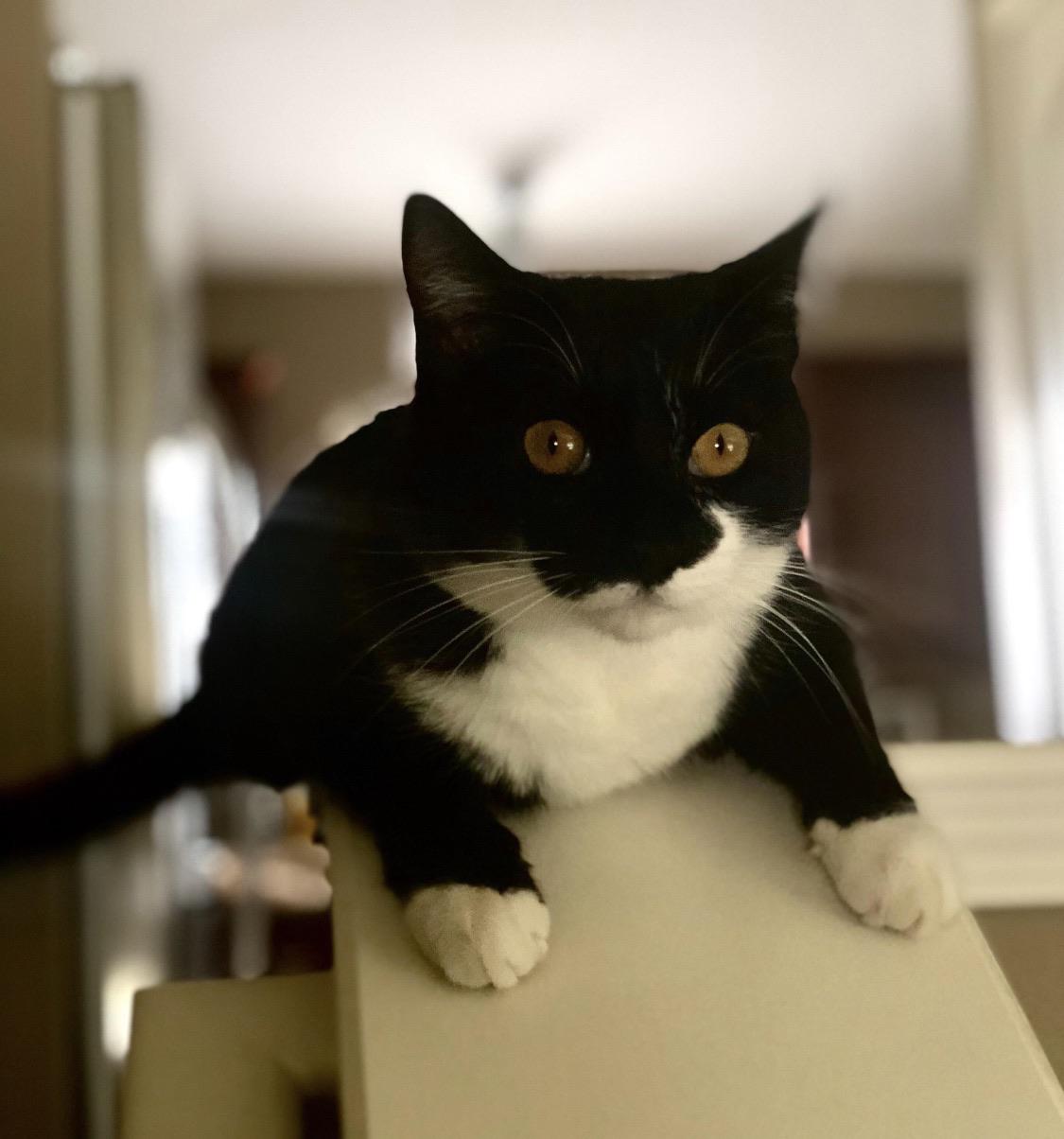 The coolest neighborhood Tuxedo stray picked my house to be his new home! Meet Toby | Scrolller