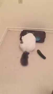 The Cucumber Strikes Back | Scrolller