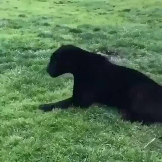 The cuddle puddle | Scrolller