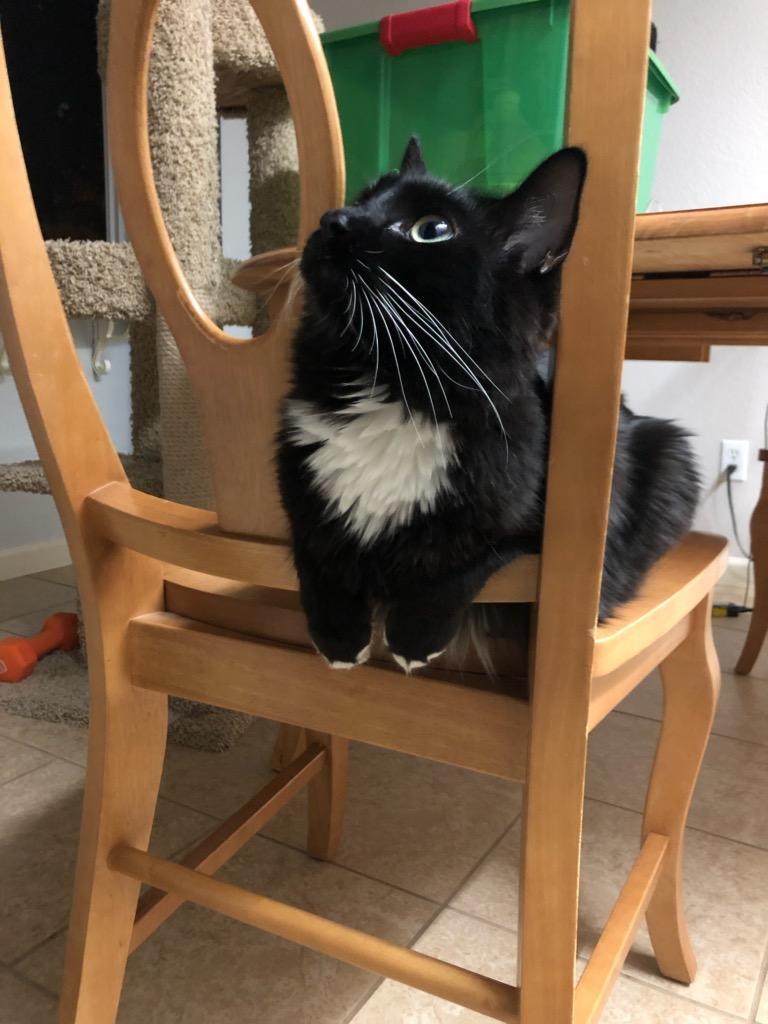 Discover more like Catloaf: The curious loaf and Related Content | Scrolller