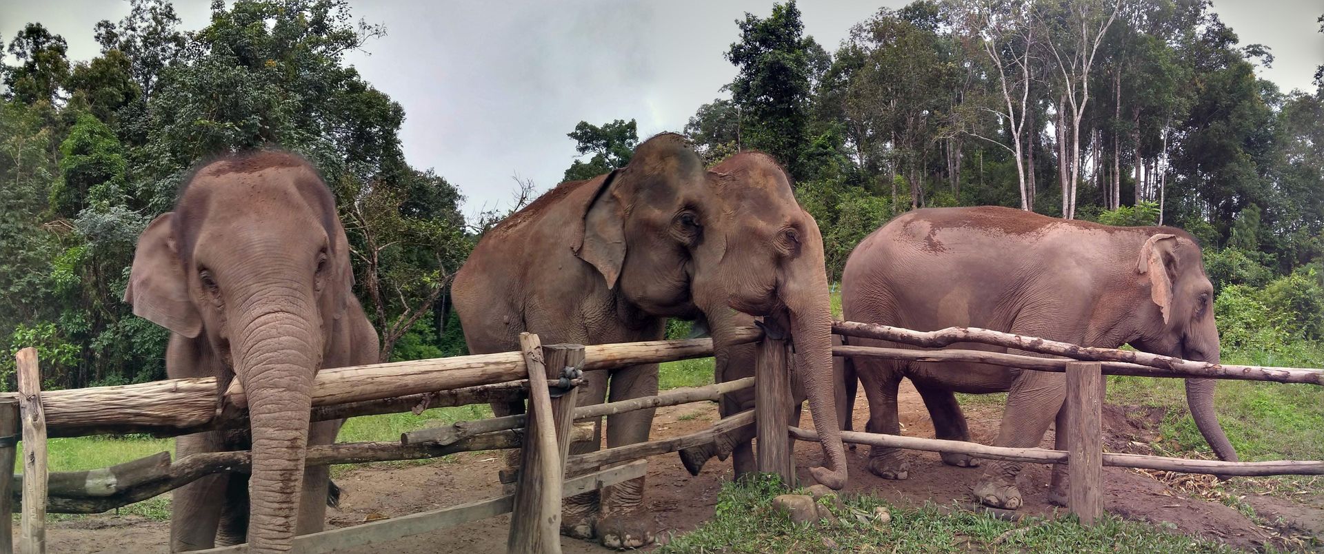 The elephant elephant | Scrolller