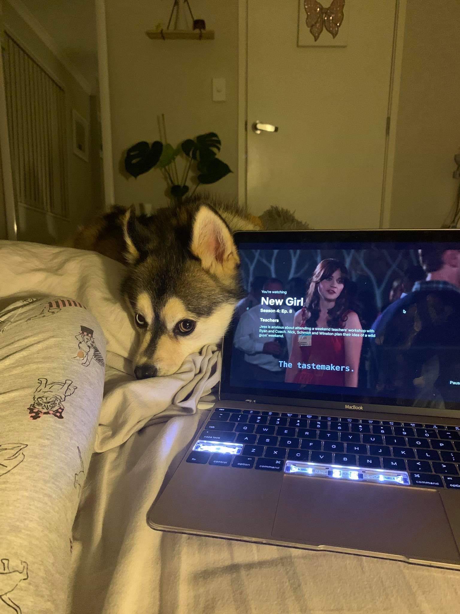 Cute pupper is a New Girl fan | Scrolller