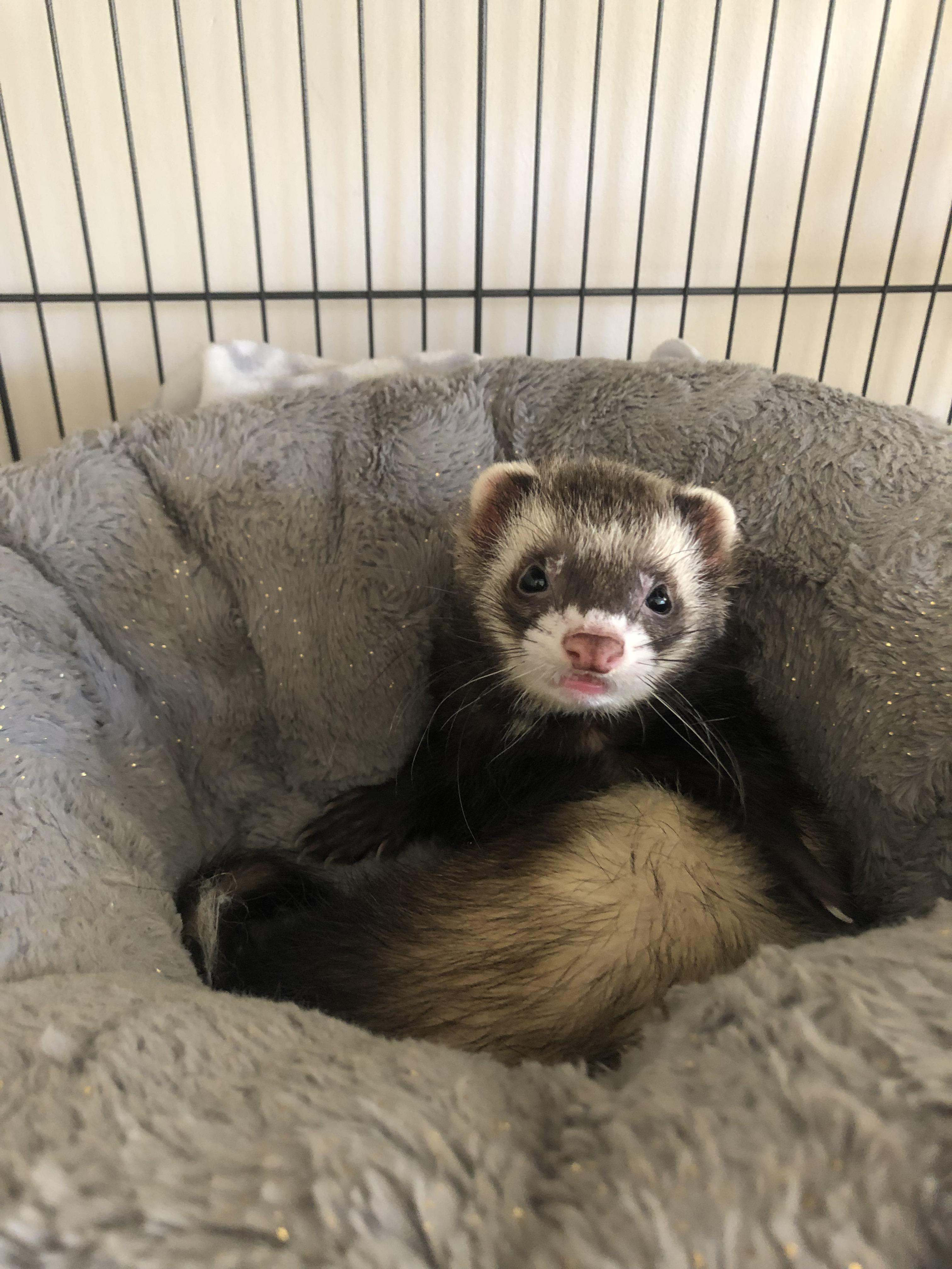 the face of a ferret who’s been interrupted mid wash, sorry bamboo hun | Scrolller