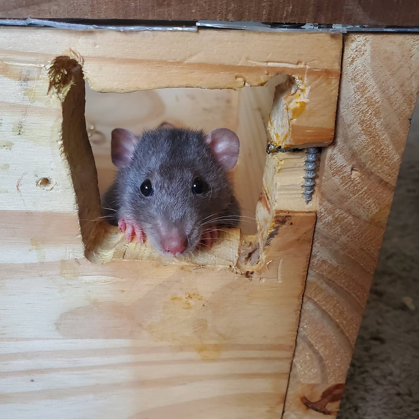 The face of a guilty rat | Scrolller