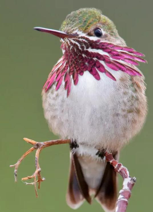 The face of a very happy bird | Scrolller