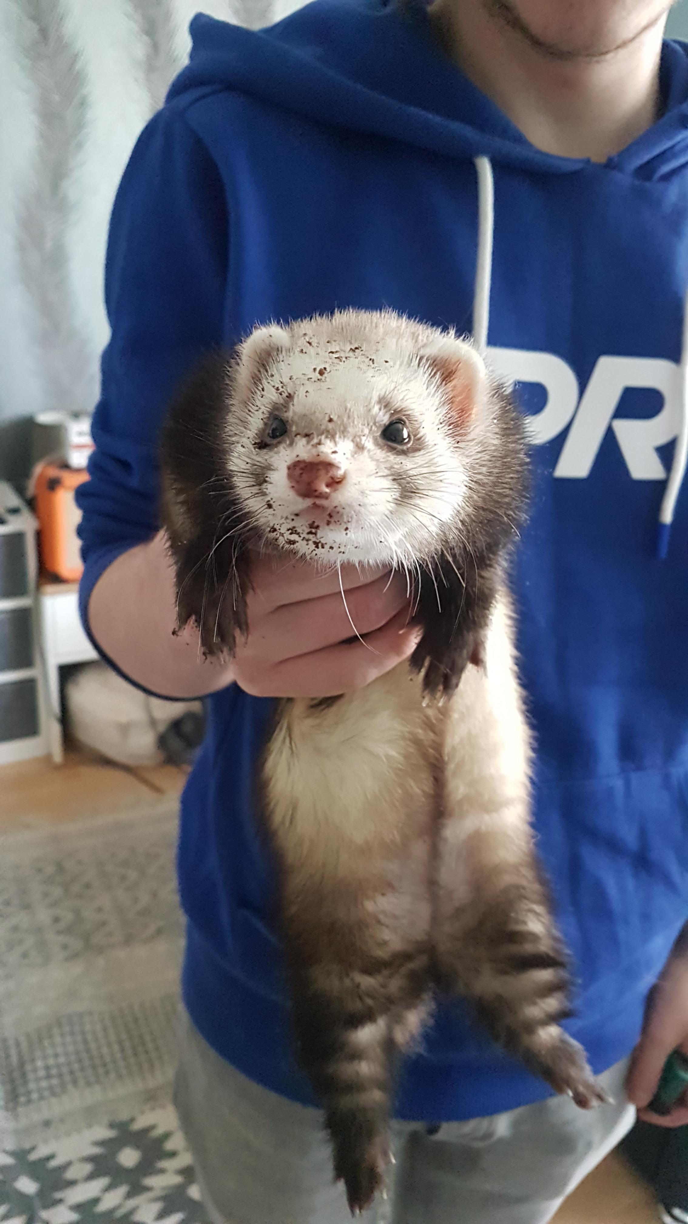 The face of pure guilt | Scrolller