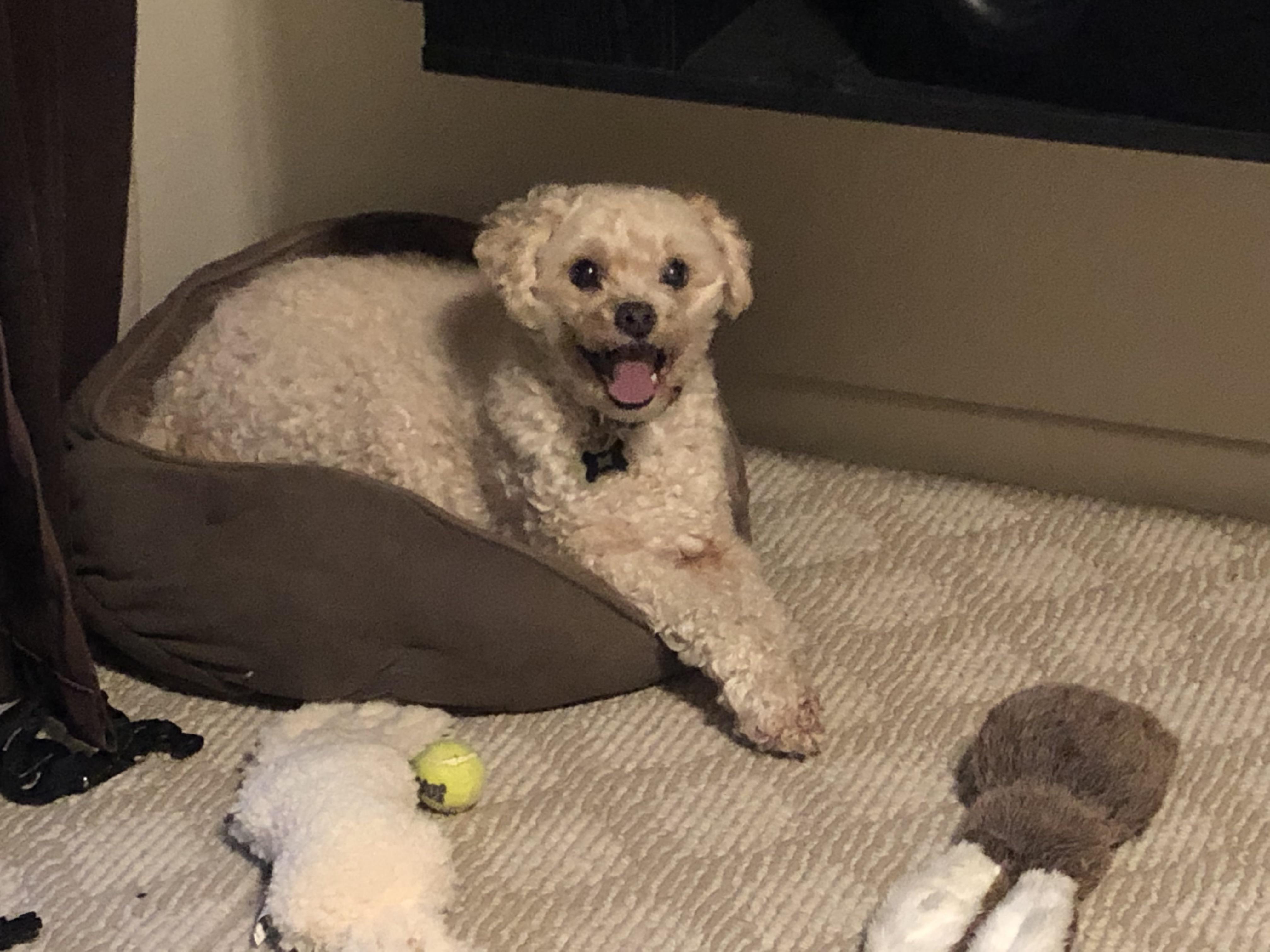 The face of “you wanna play fetch? Well you better come get the ball” | Scrolller