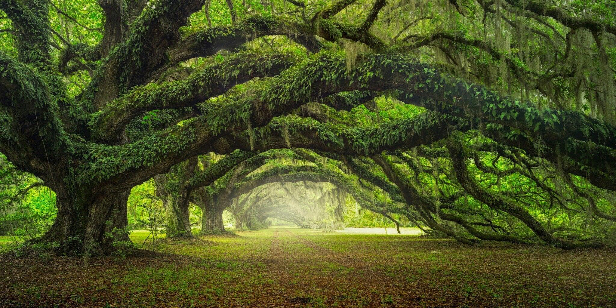 The forest road | Scrolller