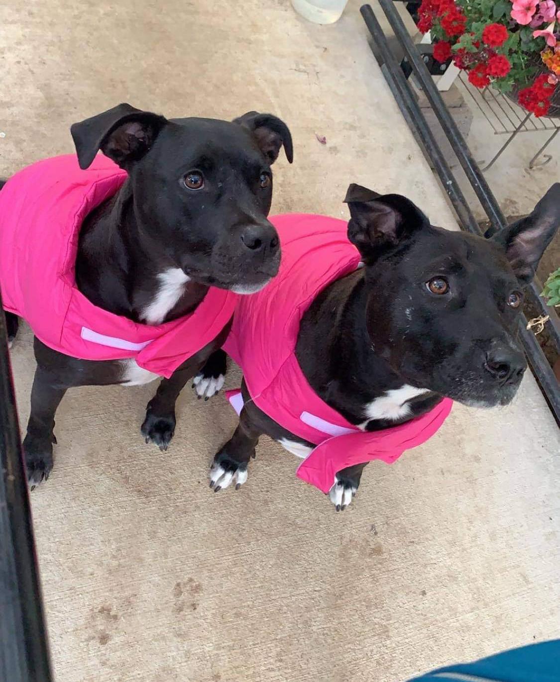 The girls got new winter coats! | Scrolller