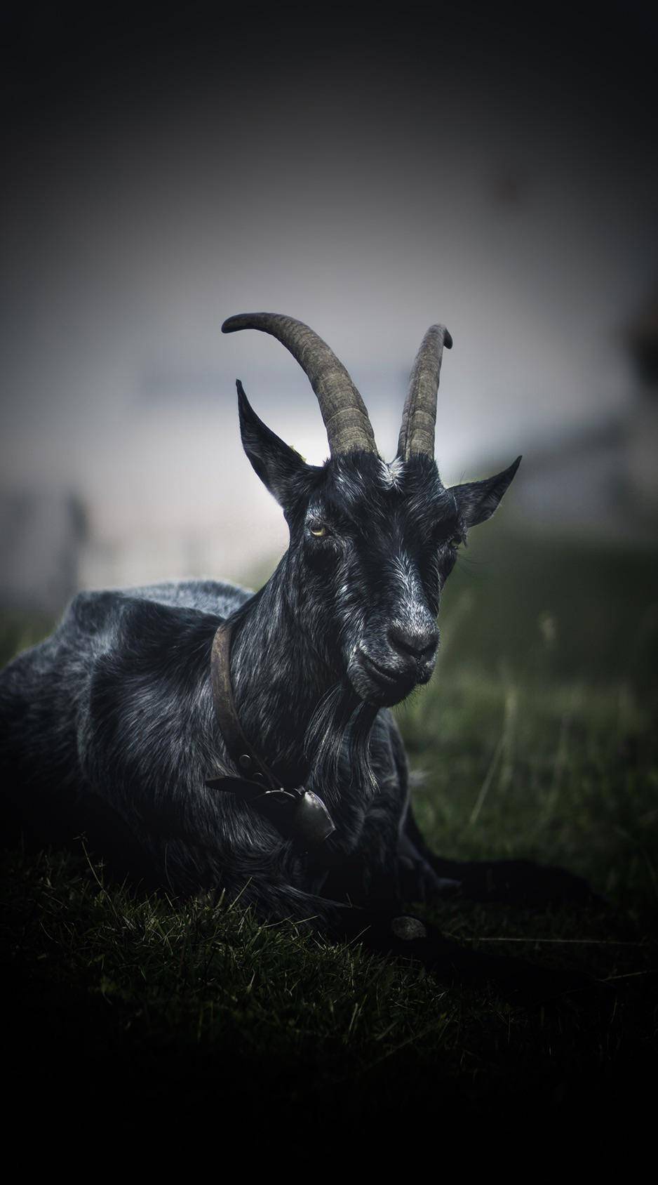 THE GOAT | Scrolller