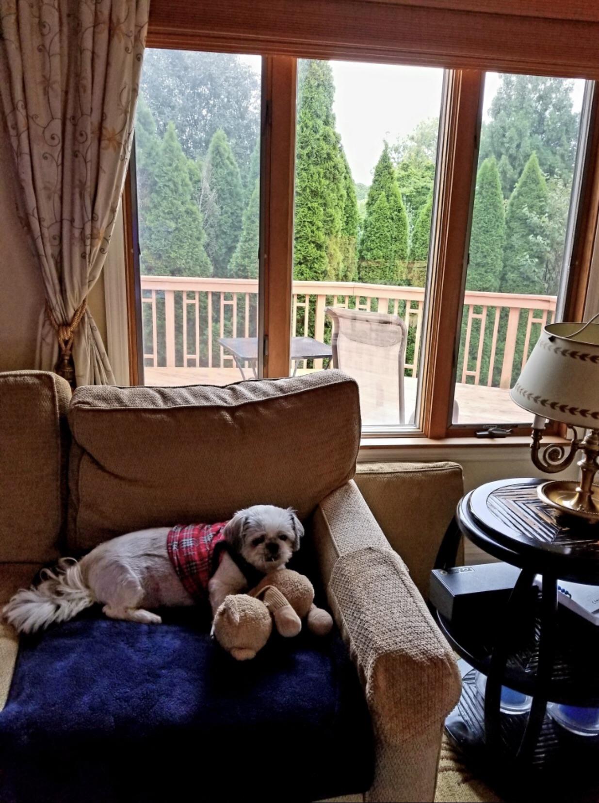 The goodest boy! 15 years young! | Scrolller