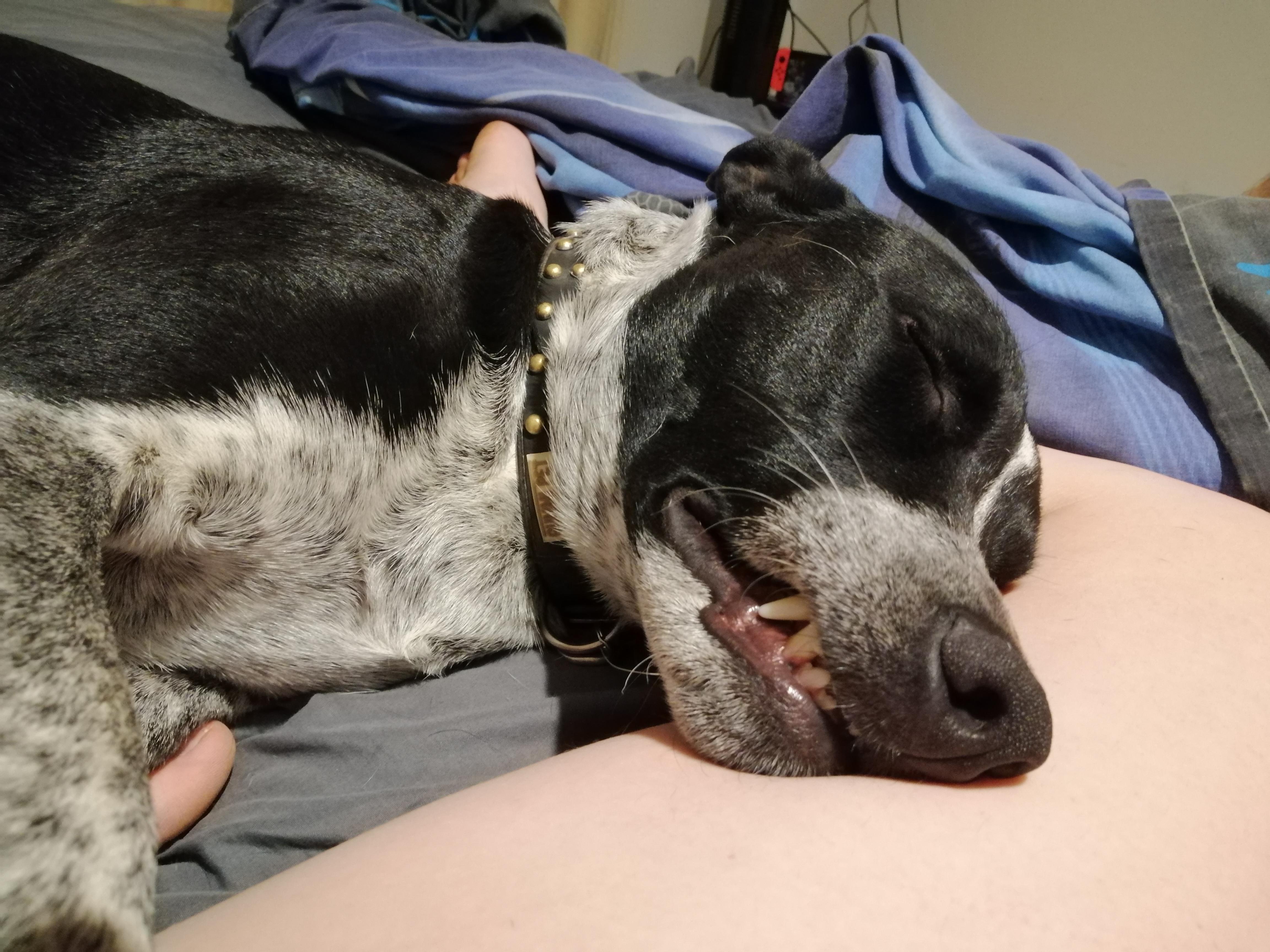 The heavy sleeper | Scrolller