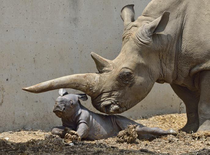 The horn on this rhino!! | Scrolller