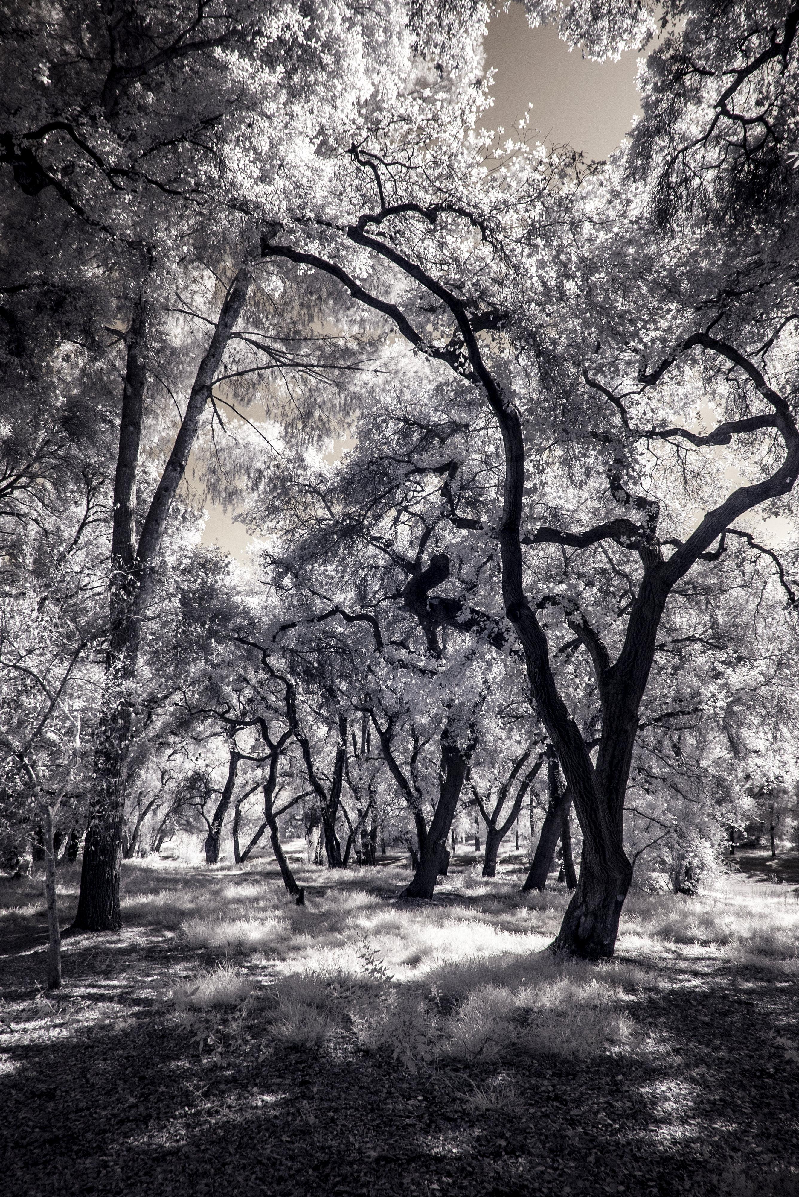 The Huntington Library, San Marino, California | Scrolller