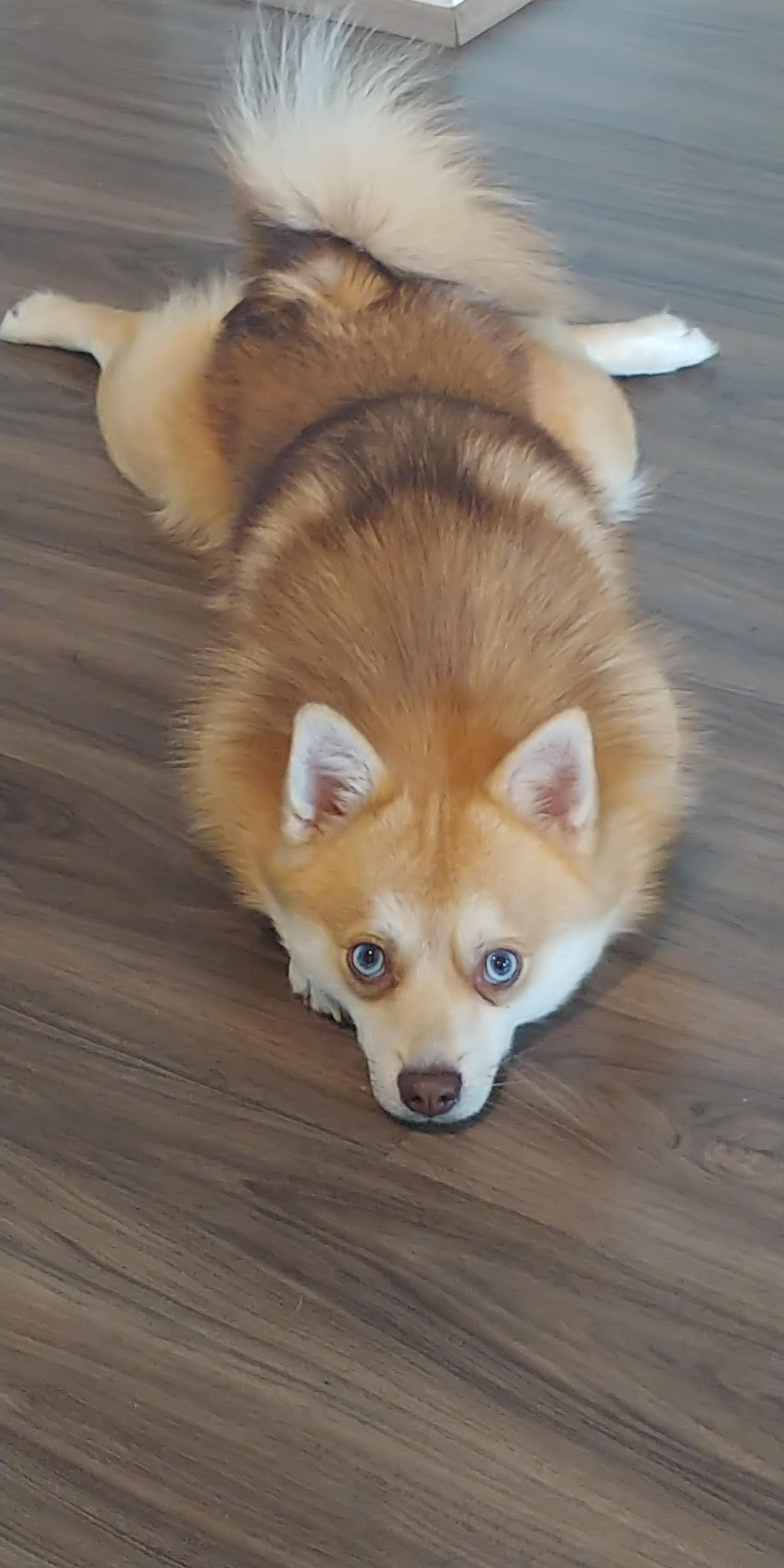 The infamous Pomsky sploot! | Scrolller