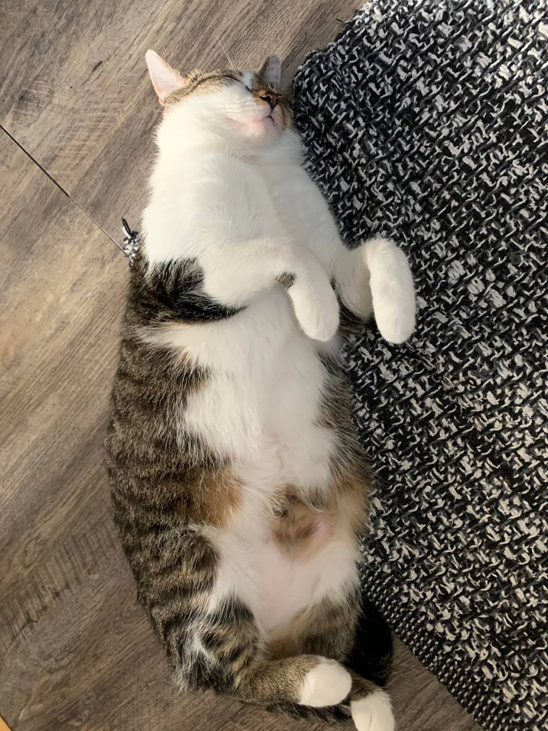 The kitten is happy to find her people. She chonky. | Scrolller