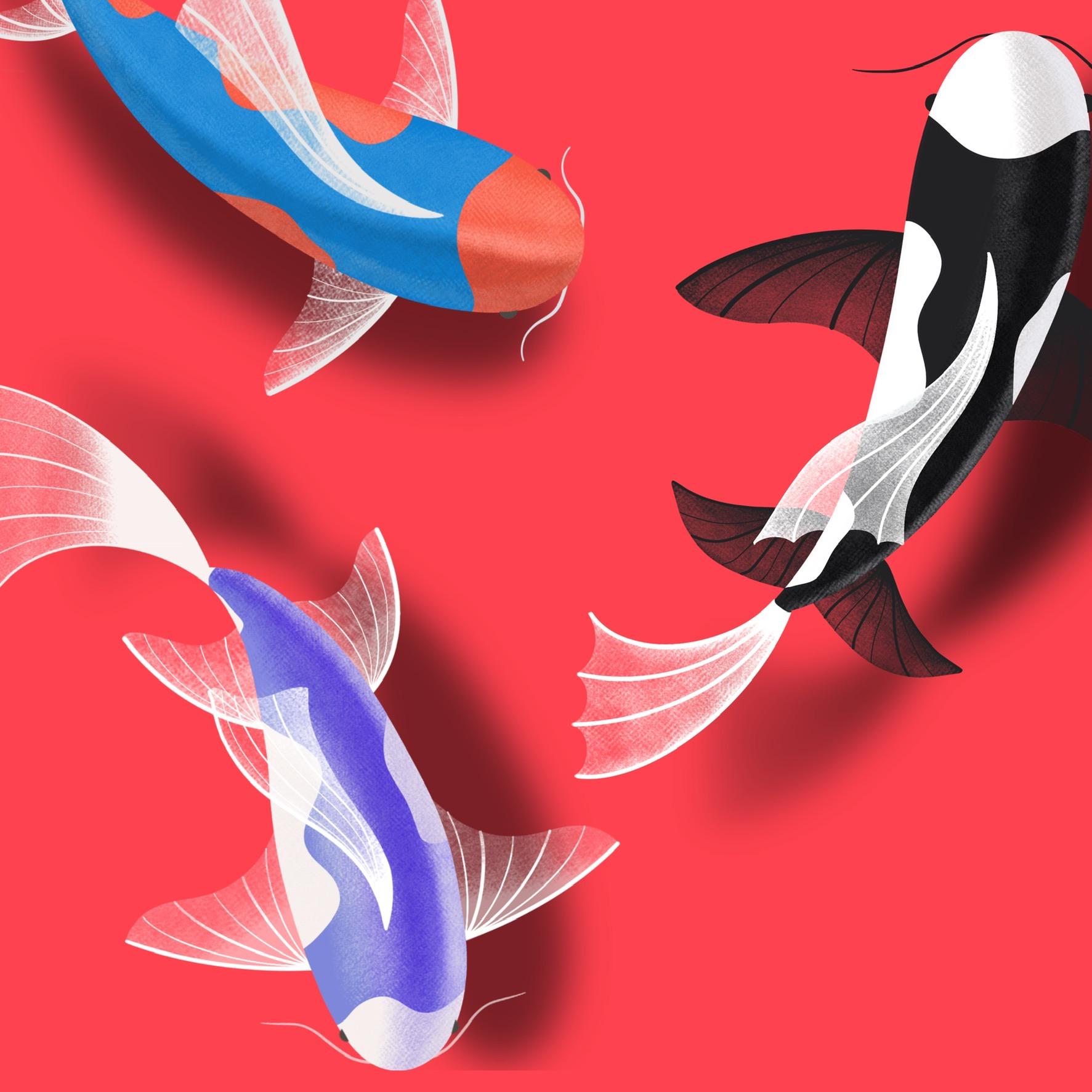 The Koi Pond | Scrolller