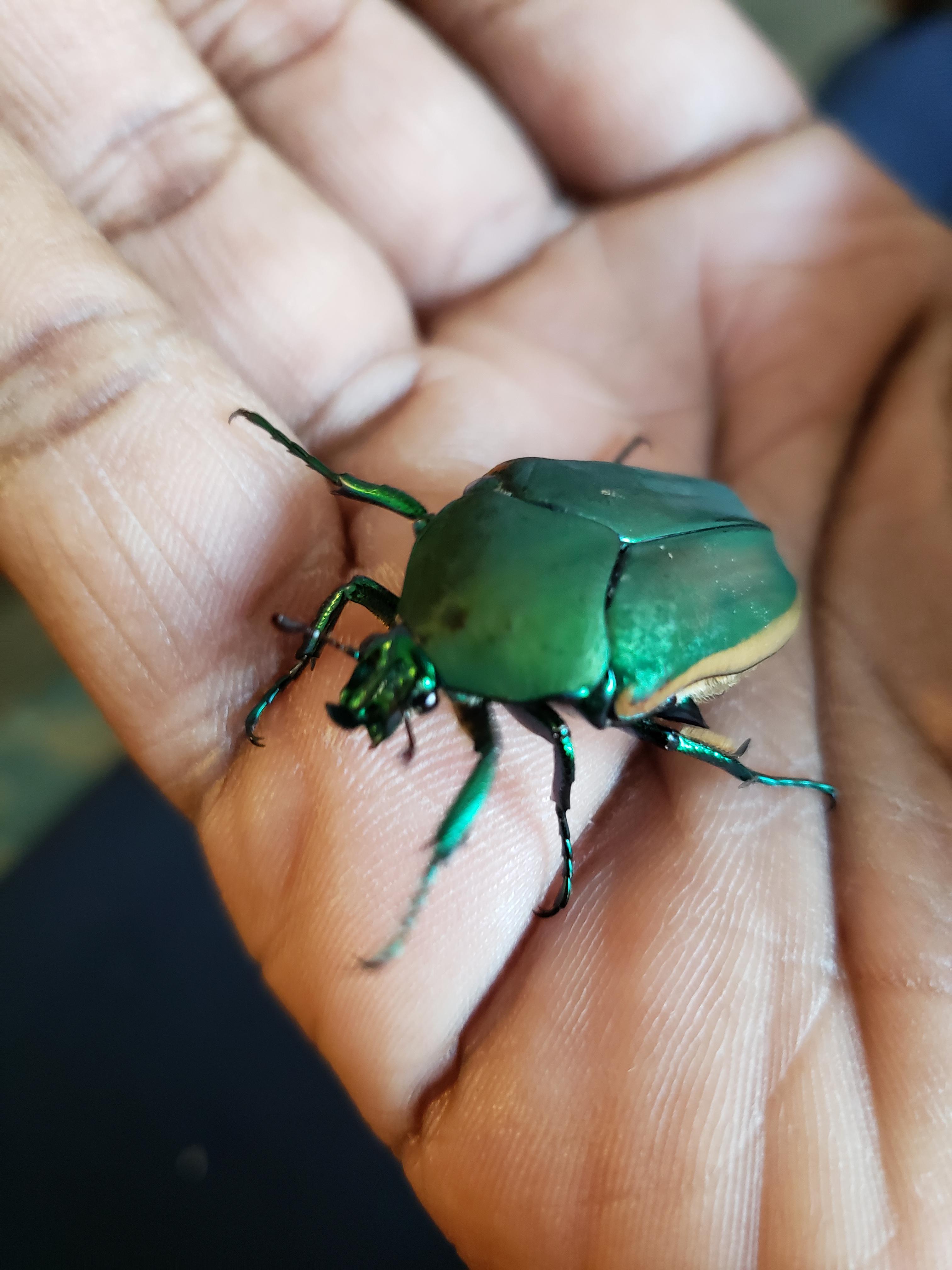 The last of my giant figeater beetles close to 3inches long | Scrolller