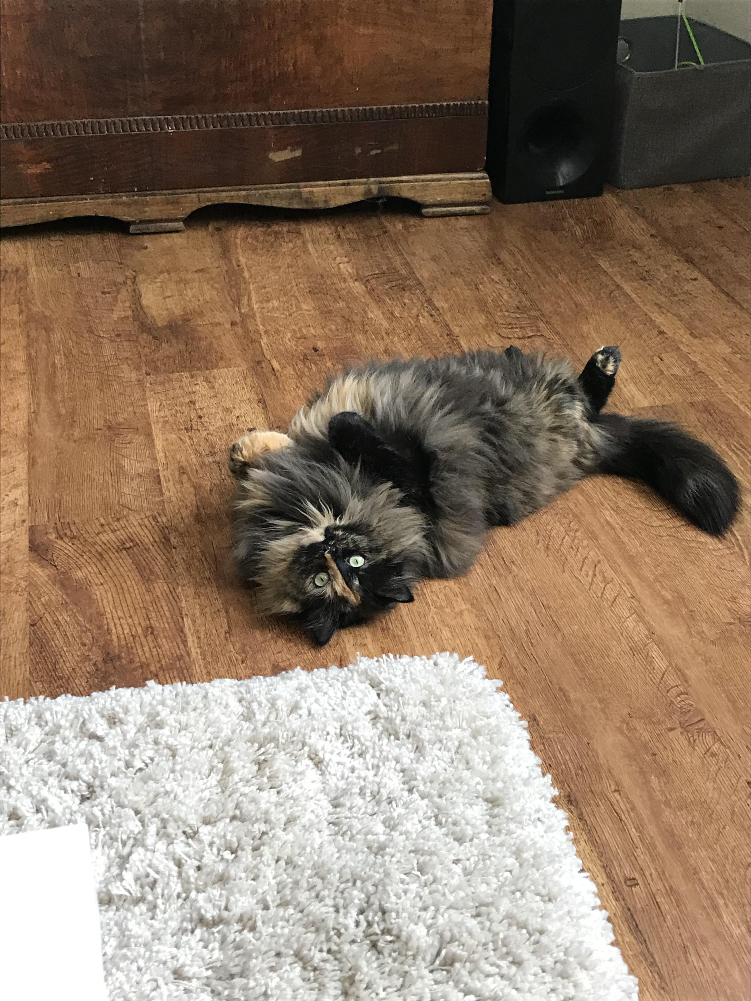 Discover more like Floof: The laziest floof and Related Content | Scrolller