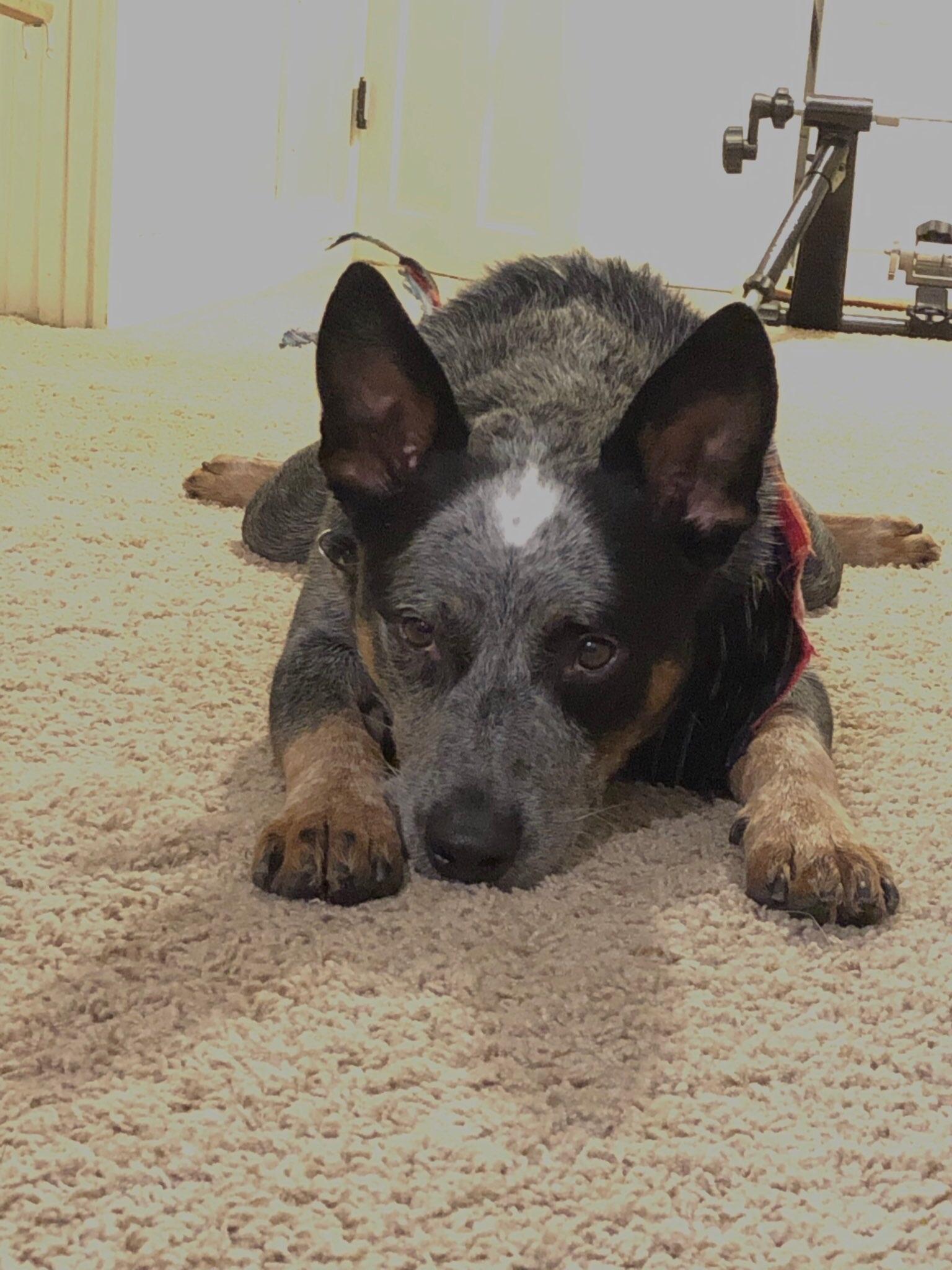 The ‘Lets go to bed’ sploot | Scrolller