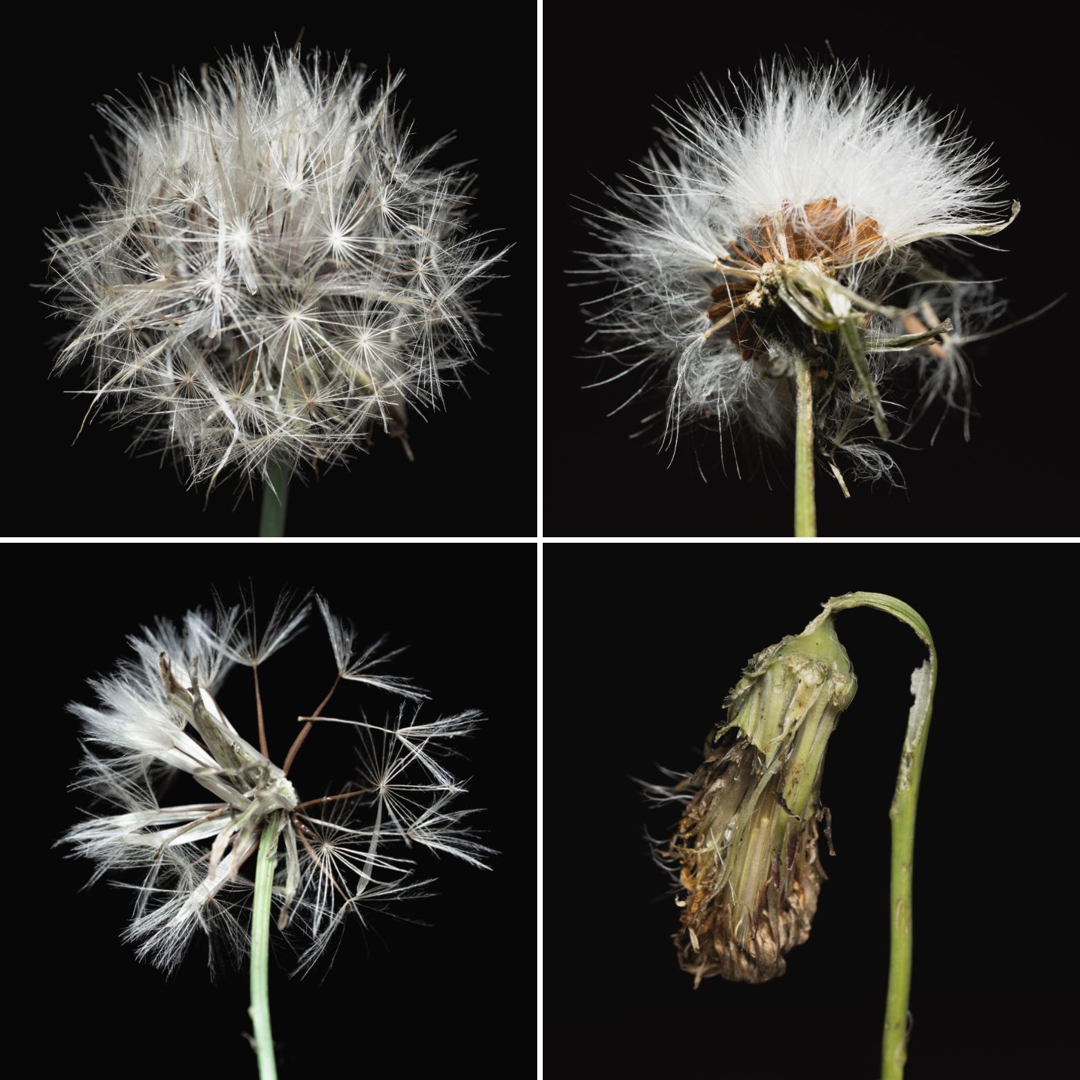 The life of a Dandelion | Scrolller