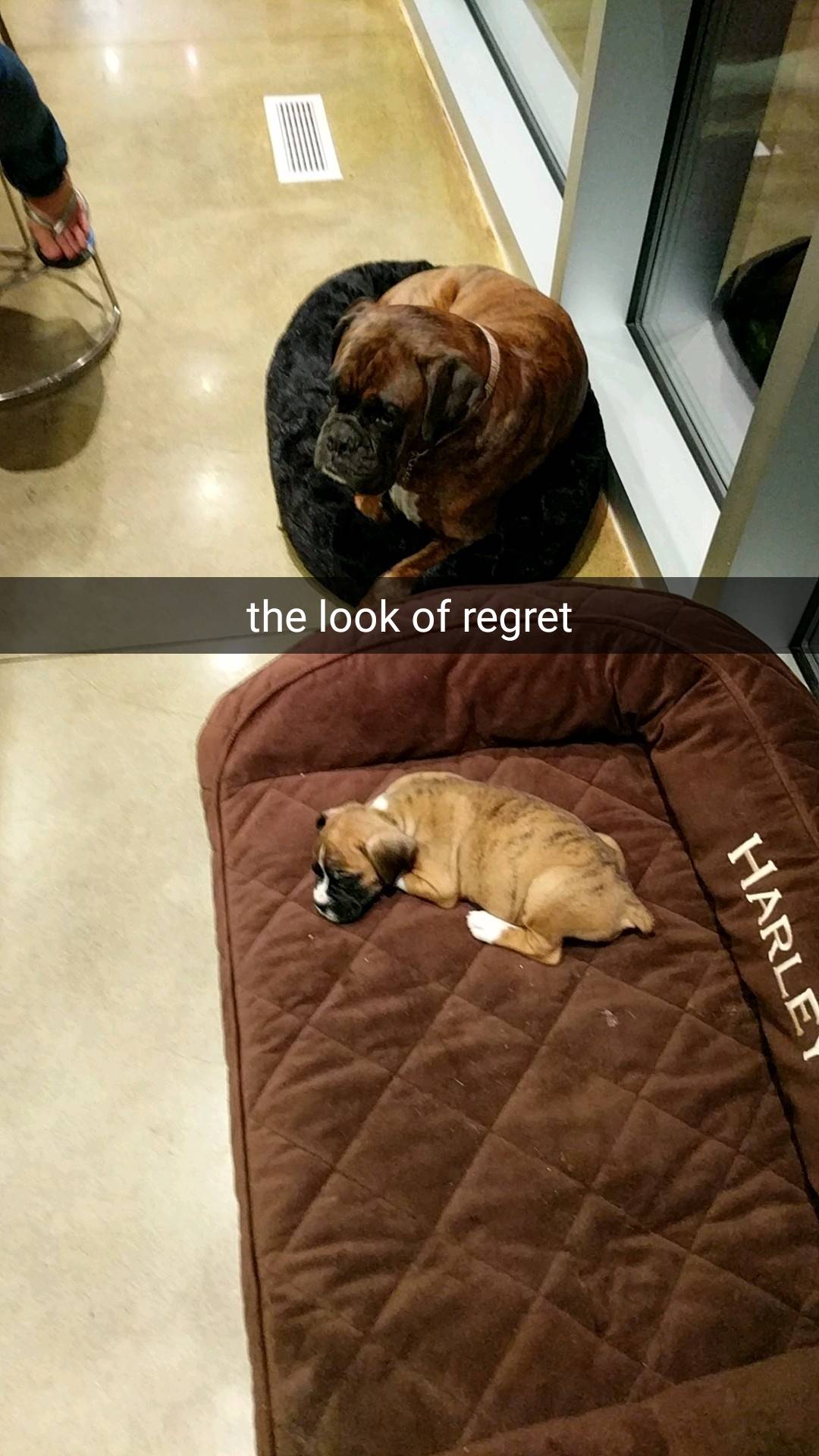 The look of regret | Scrolller