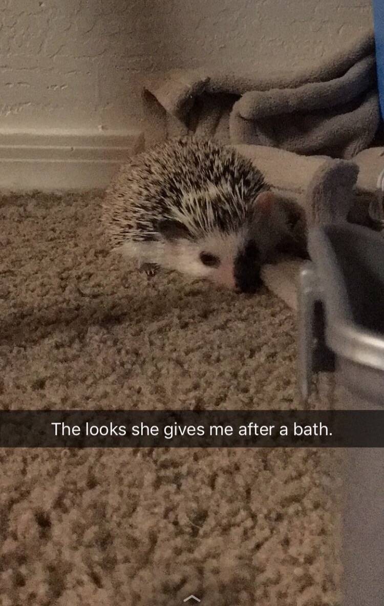 The look of utter betrayal. | Scrolller