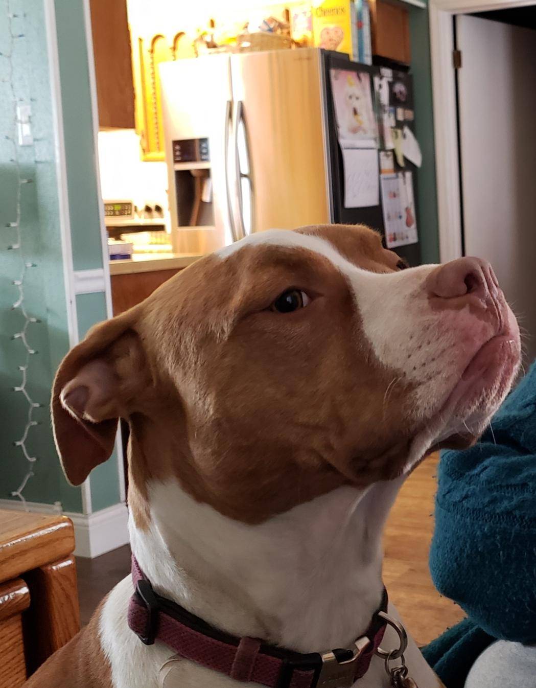 The look she gets right before the zoomies kick in. | Scrolller