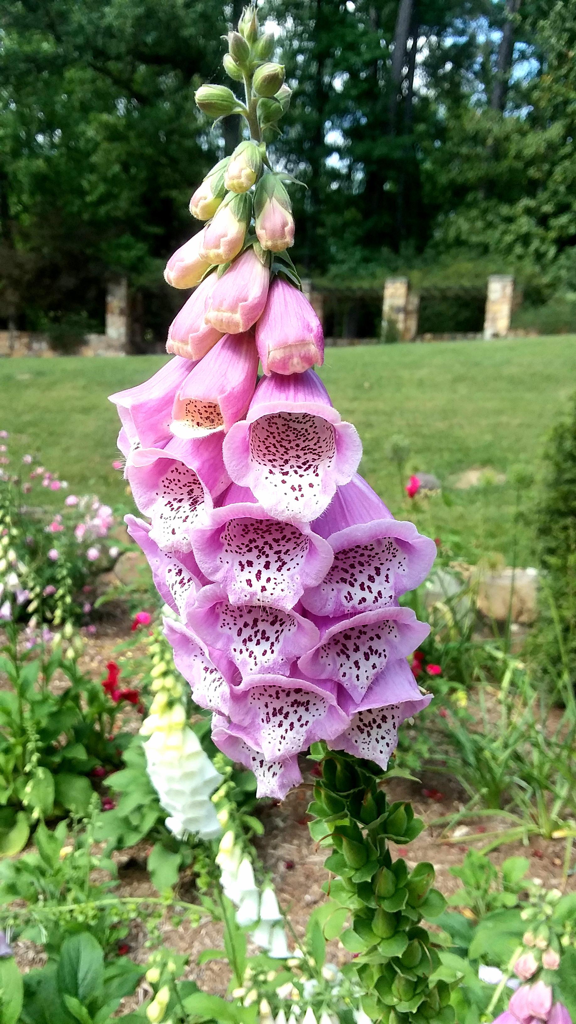 The lovely Digitalis, aka Foxglove. [OC] | Scrolller