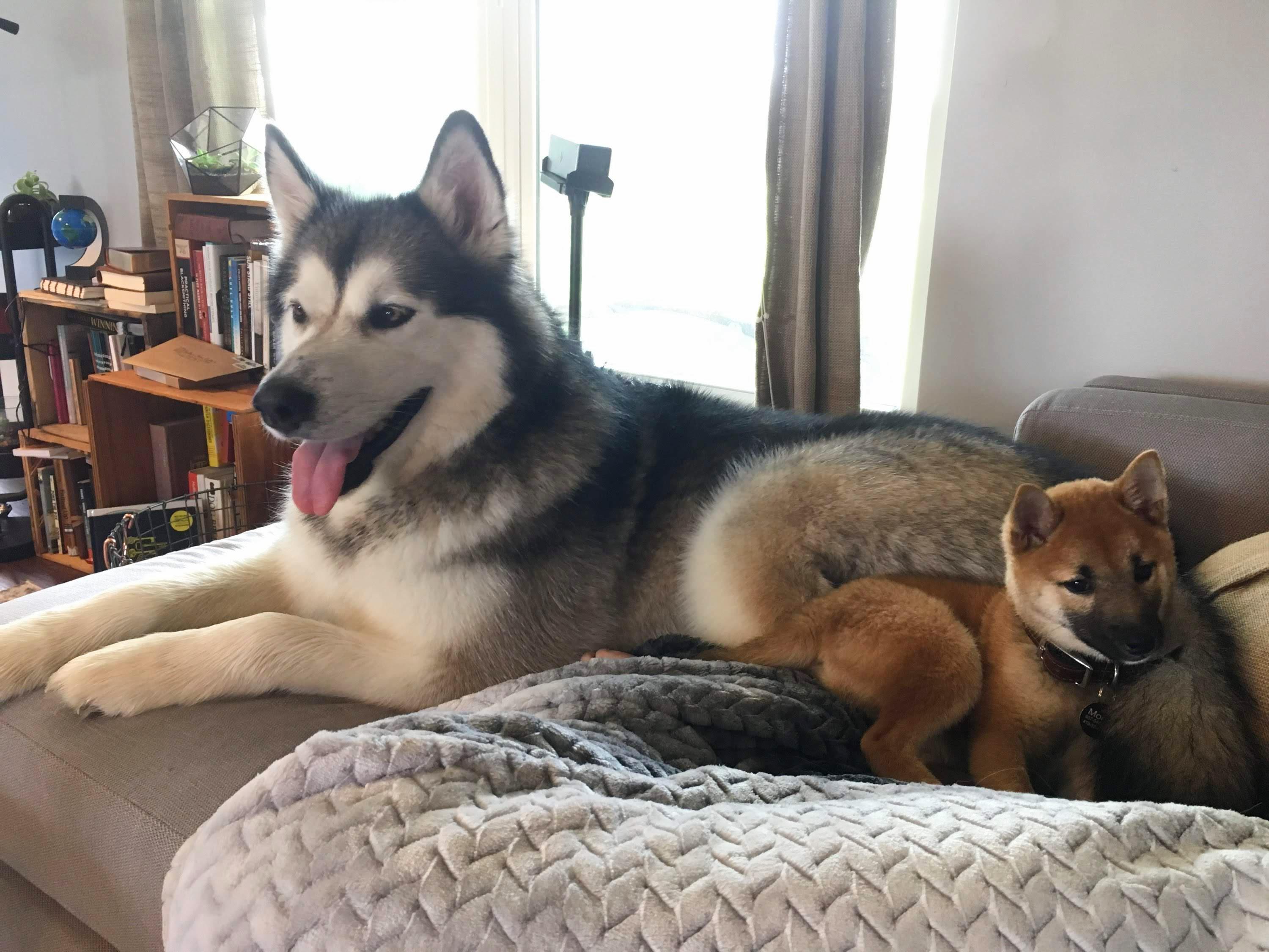The Malamute and the Shibe | Scrolller