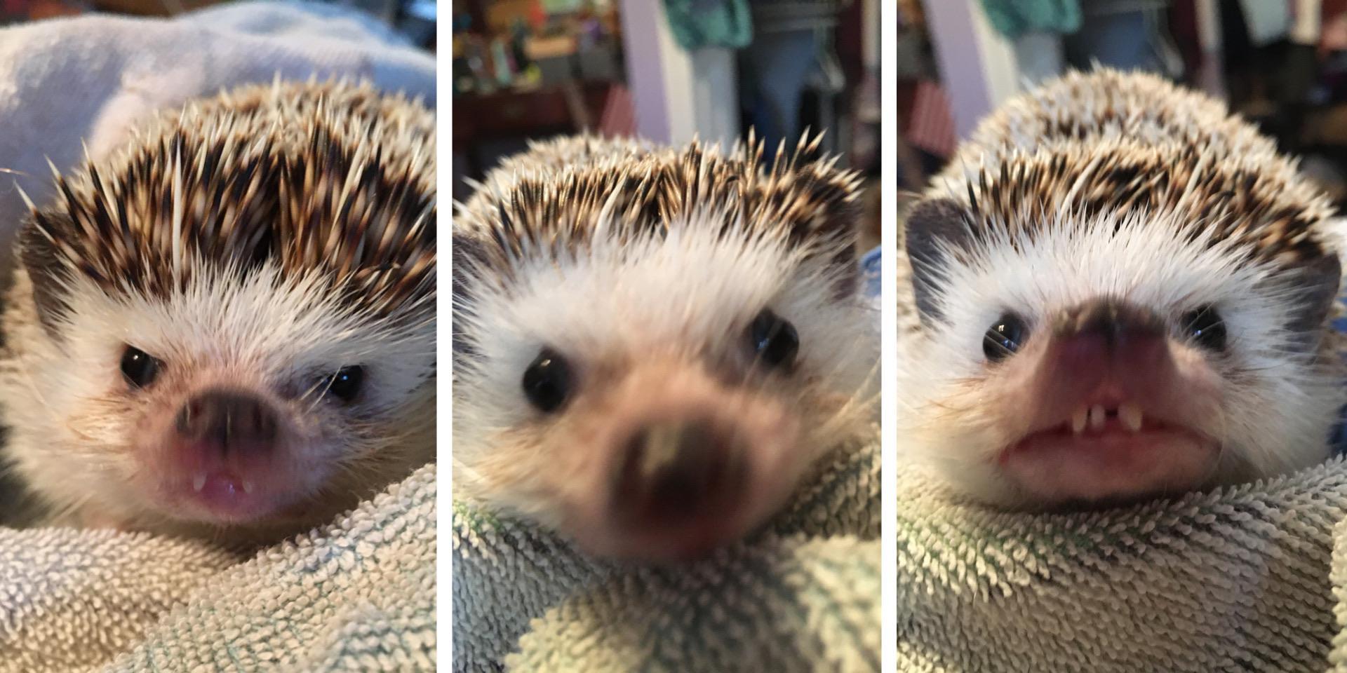 The many faces of hedgehog 😠🧐😬 | Scrolller