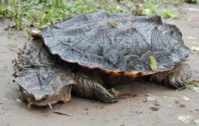 The Mata-Mata Turtle | Scrolller