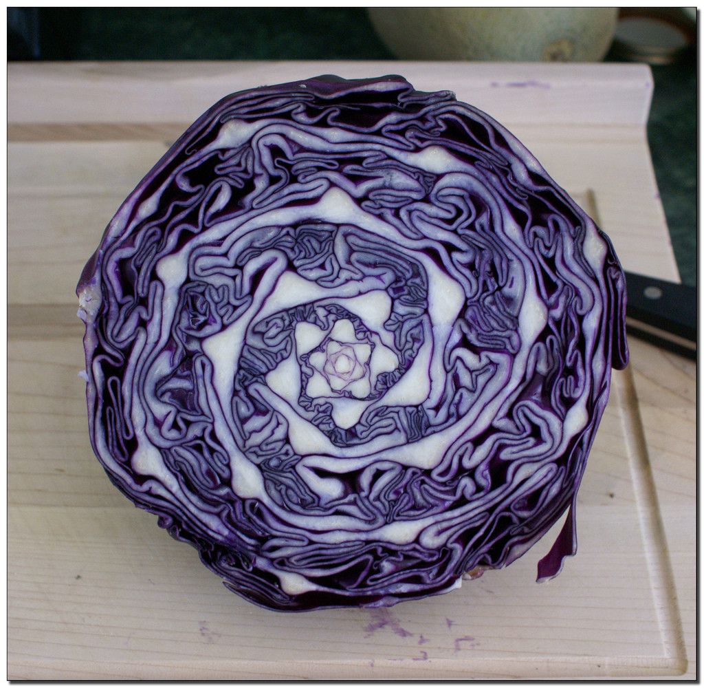 The natural beauty that is cabbage [x-post /r/pics][1000x1024] | Scrolller
