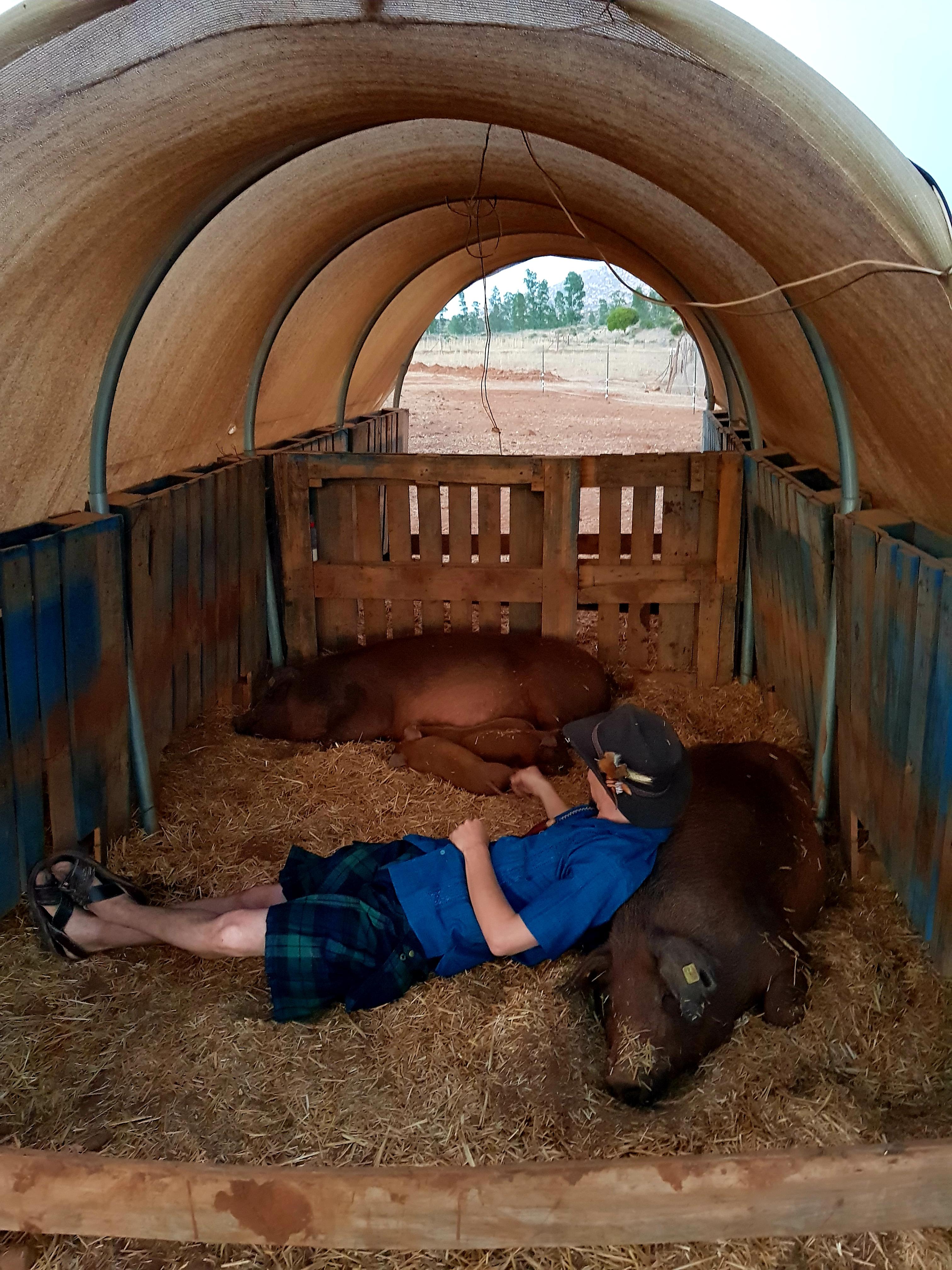 The new comfortable farrowing huts | Scrolller