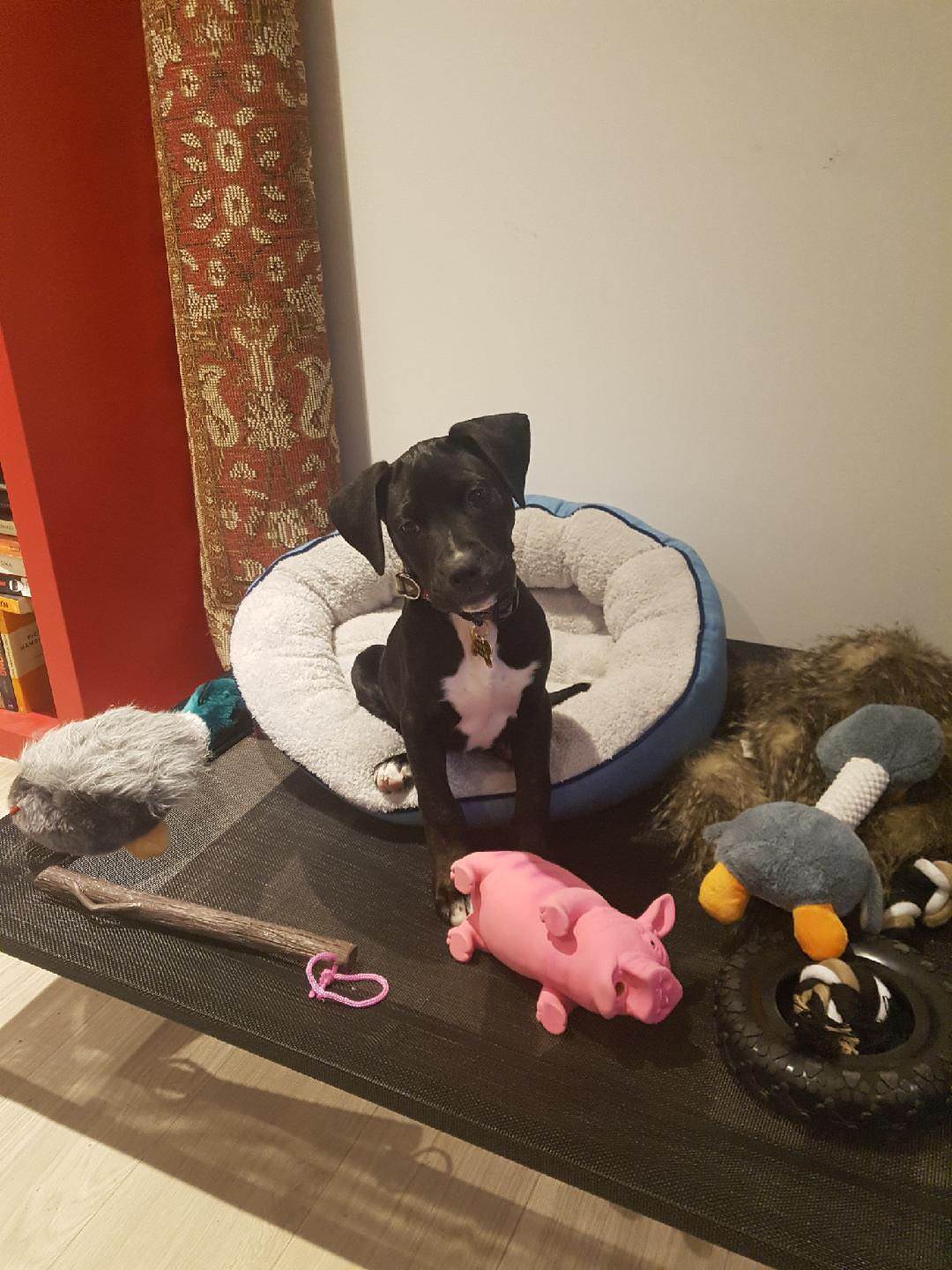 The new pup, Ziggy | Scrolller