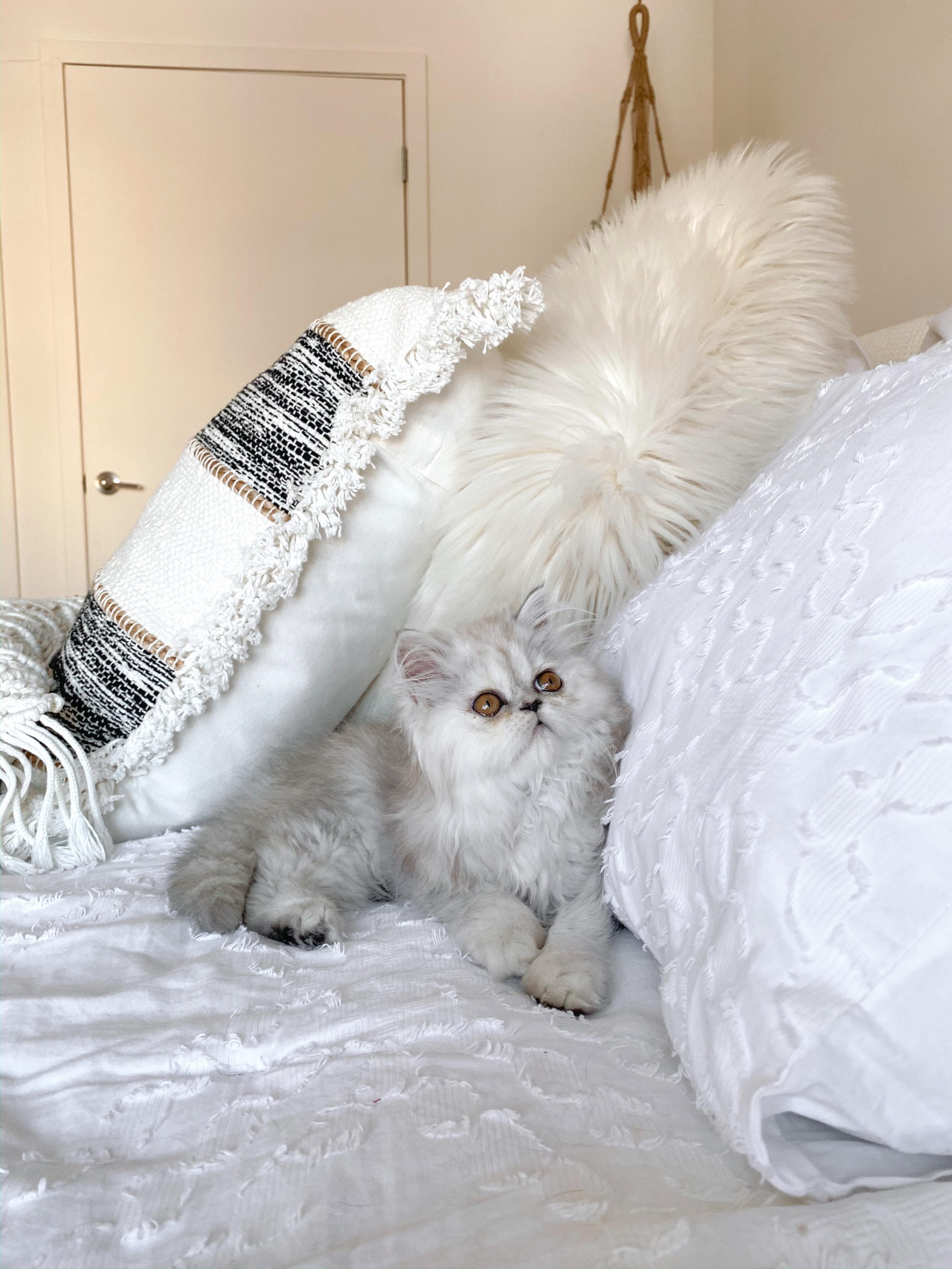 The newest addition to our family, meet Princess Puffy Fluffy! | Scrolller