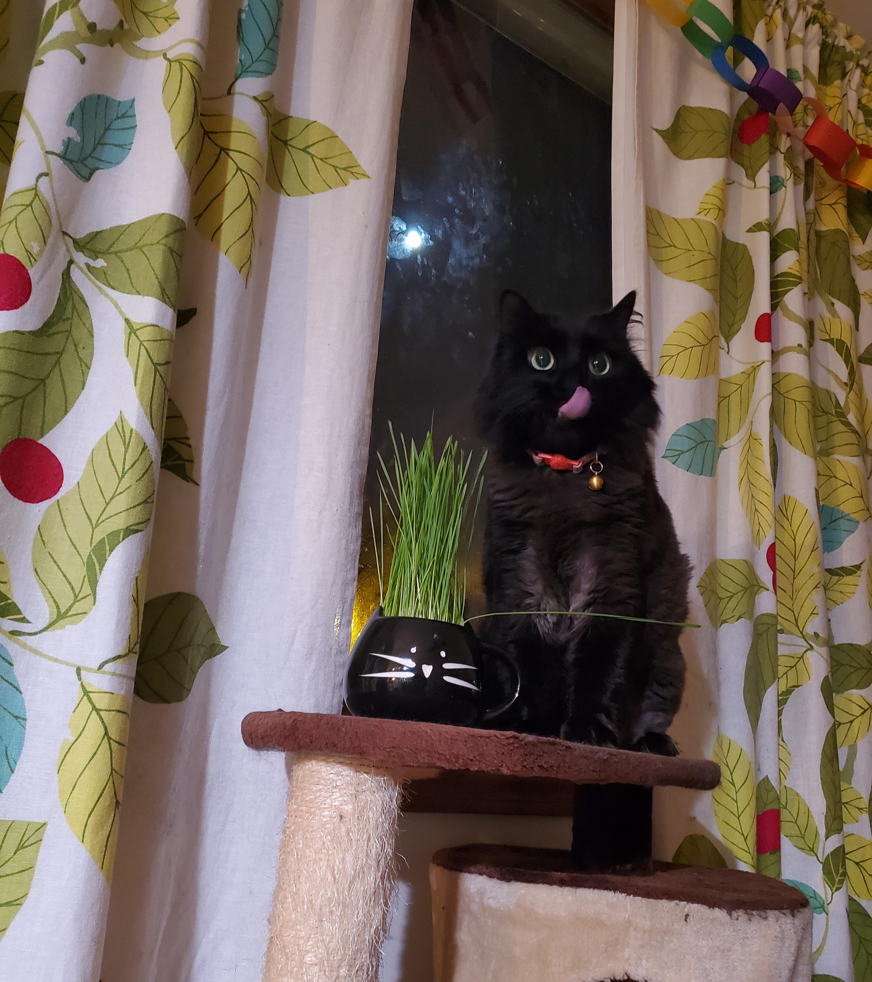 The offering is deemed worthy | Scrolller