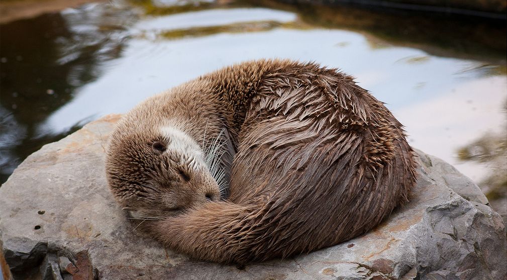 The Otter is sleeping. | Scrolller