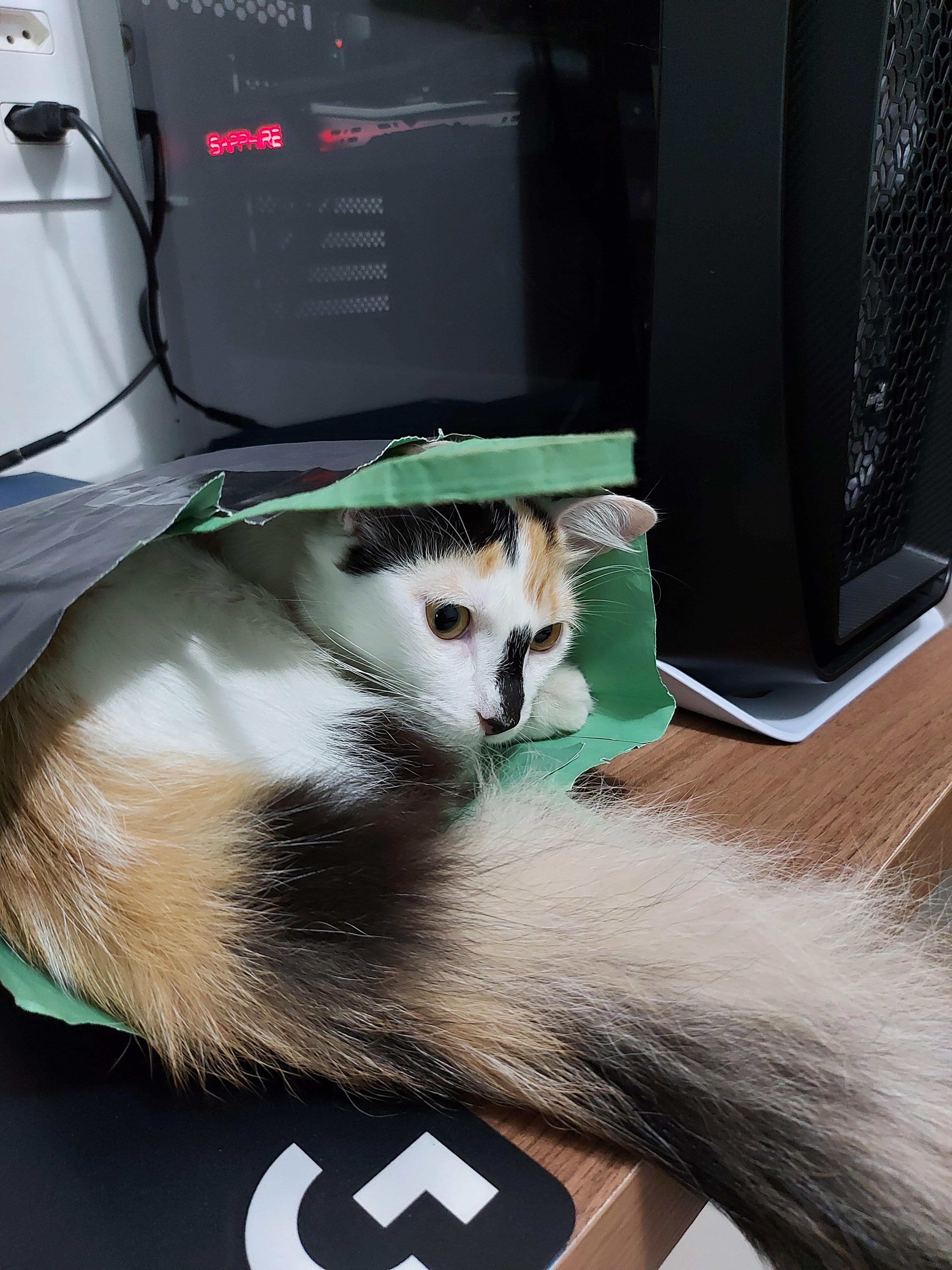 The paper bag trap | Scrolller