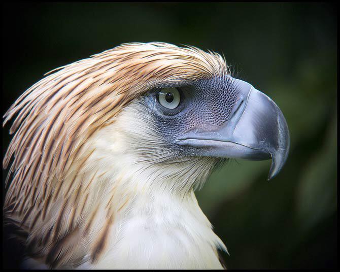🔥 The Philippine Eagle is one of the rarest birds in the world, and as ...