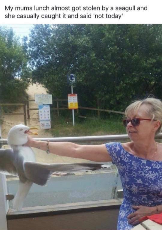 The Poor Bird. | Scrolller