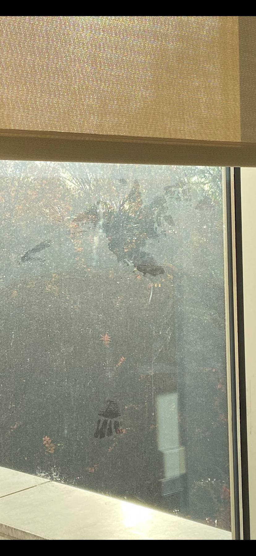 The poor bird never saw the window coming but he really left his mark on this world! | Scrolller