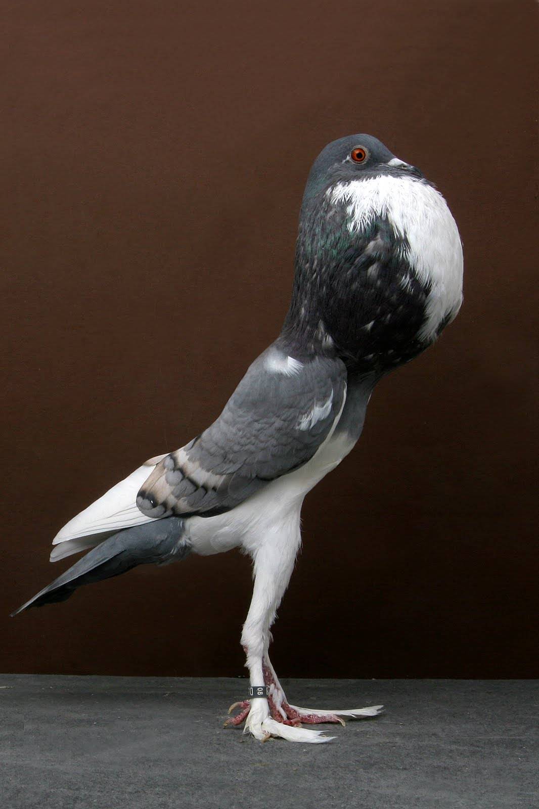 The pouter pigeon | Scrolller